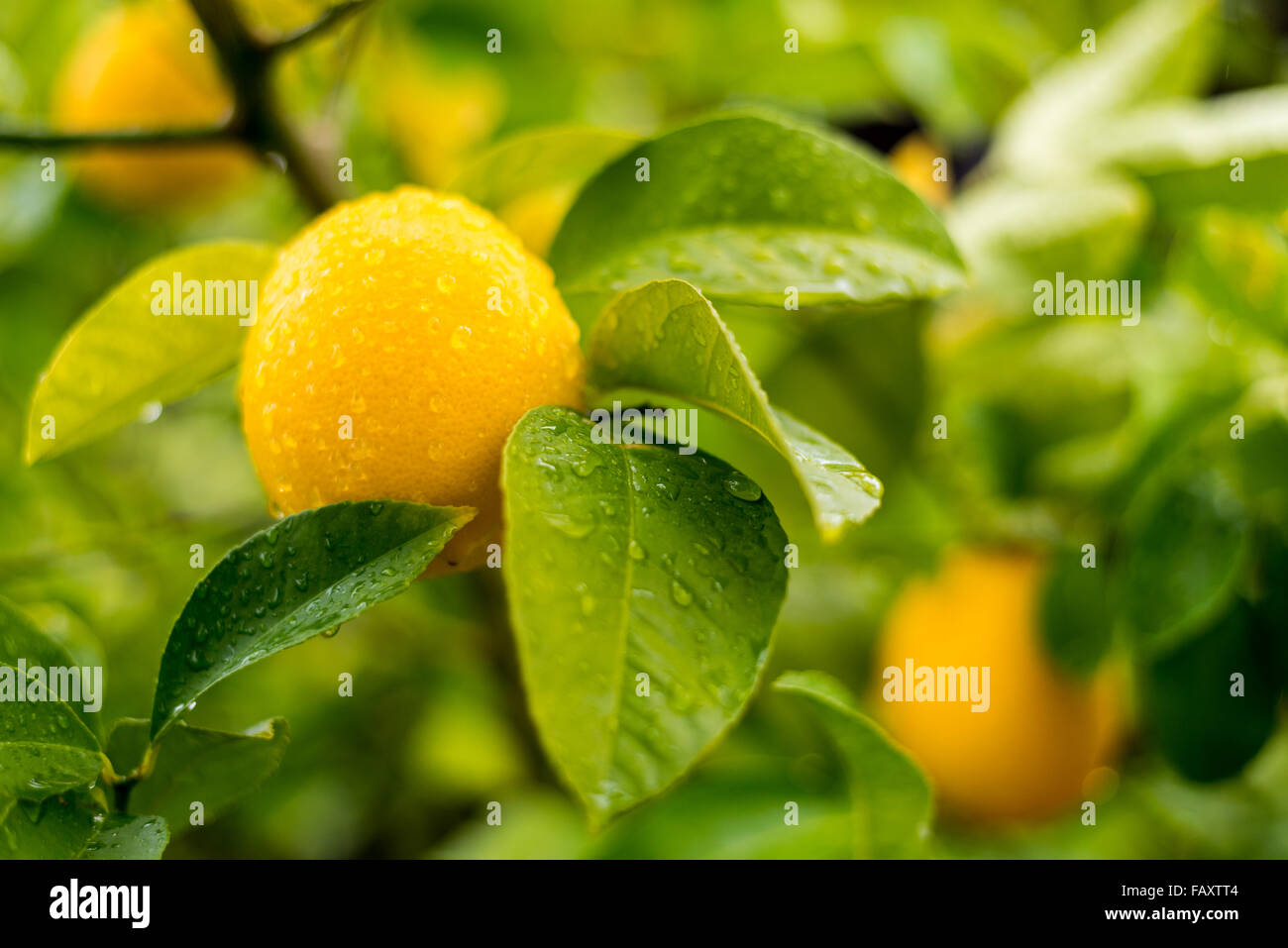 Fresh rain droplets on lemon tree leaves Stock Photo - Alamy