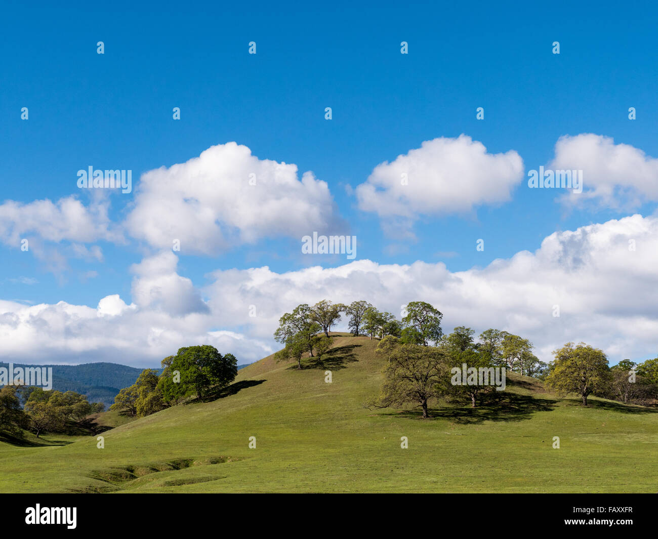 California oak trees hi-res stock photography and images - Alamy