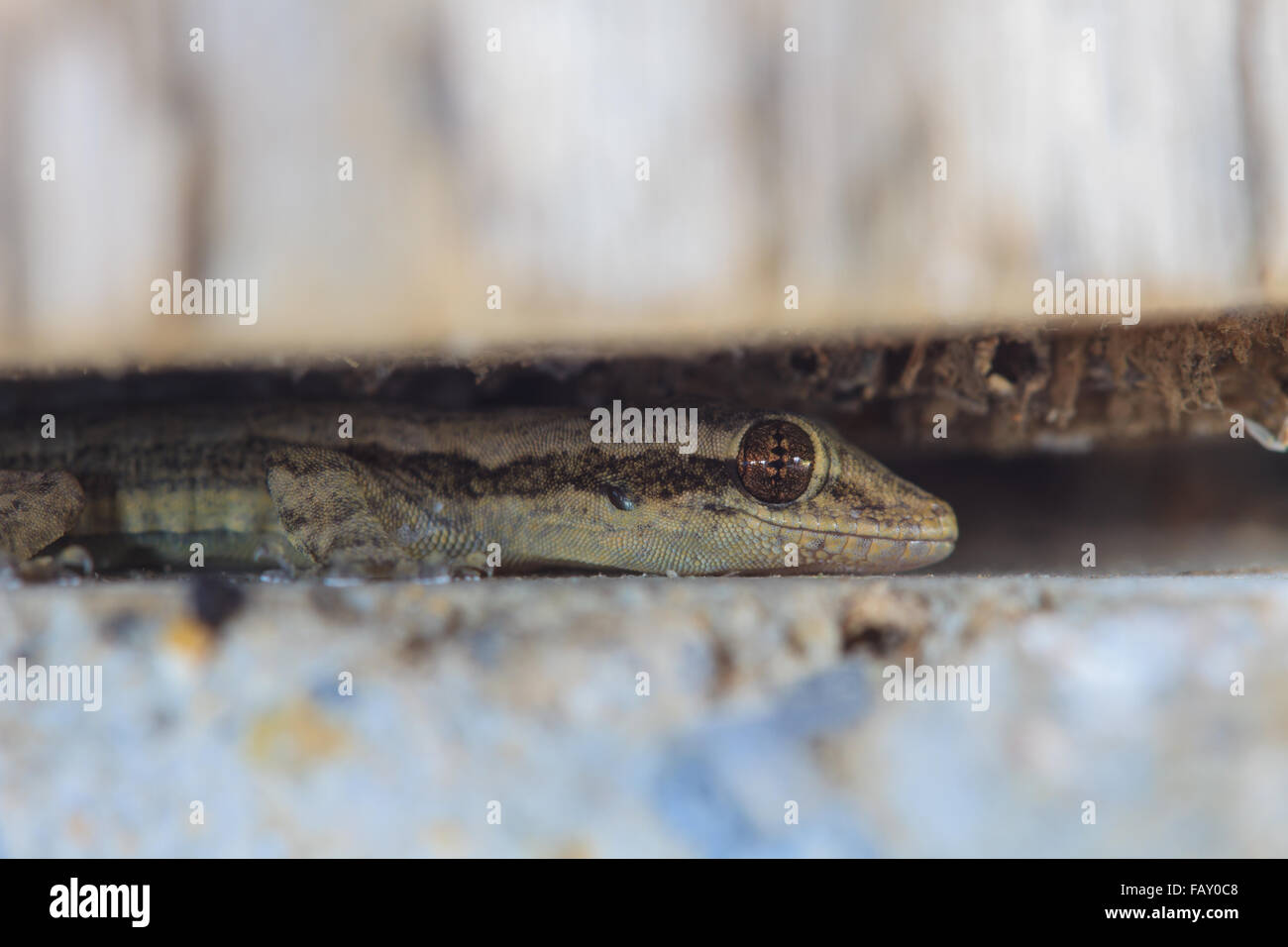 close up House small lizard in nook Stock Photo - Alamy