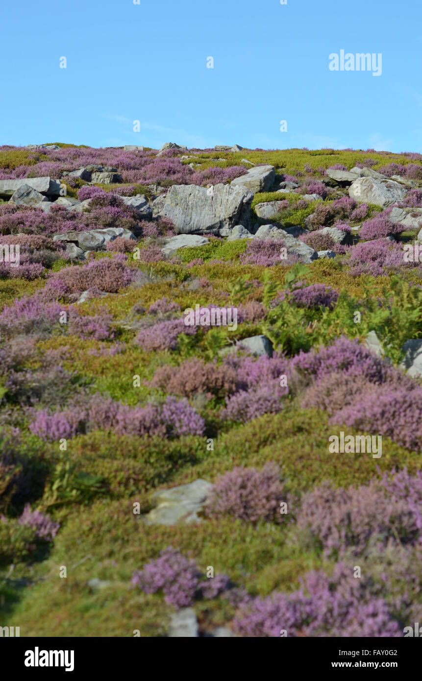Heather slope hi-res stock photography and images - Alamy