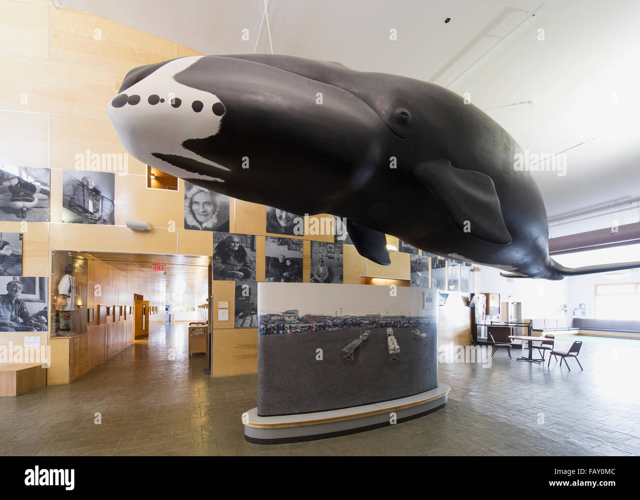 Whale sculpture hanging in the Inupiat Heritage Center, Barrow, North ...
