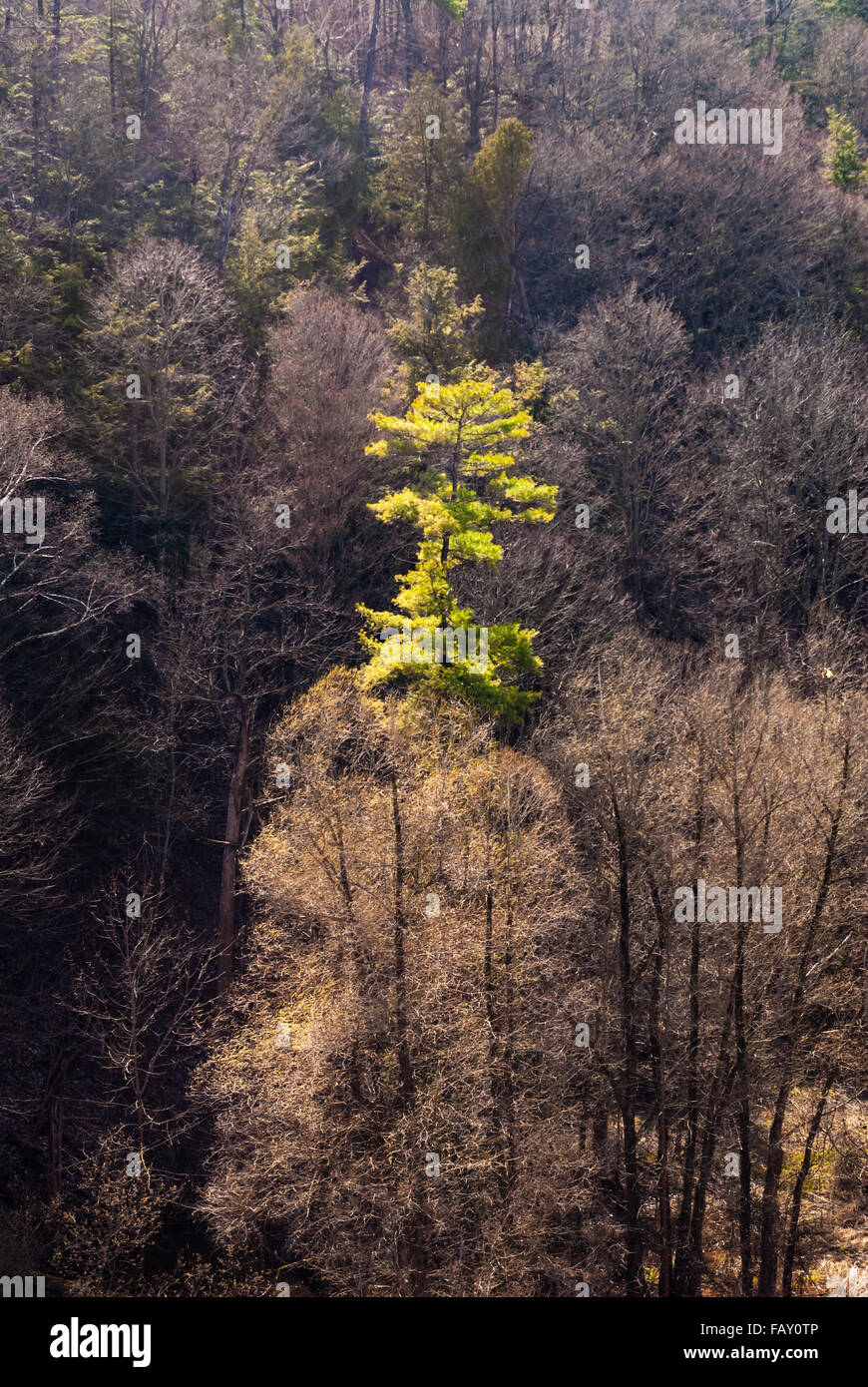 Green and brown tree hi-res stock photography and images - Alamy