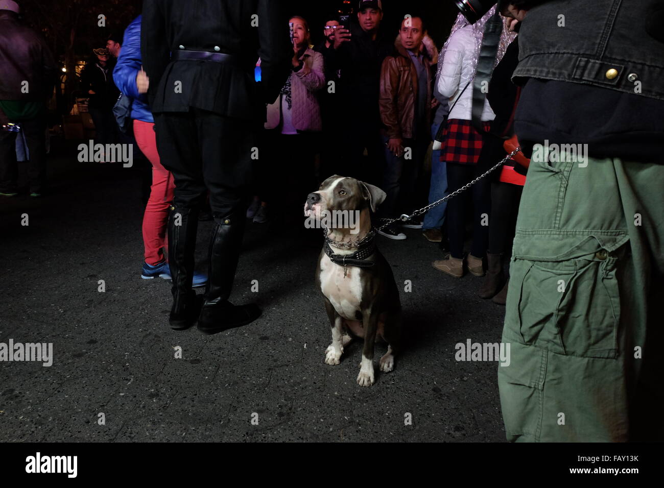 dog in the crowd in union square, New York city Stock Photo - Alamy