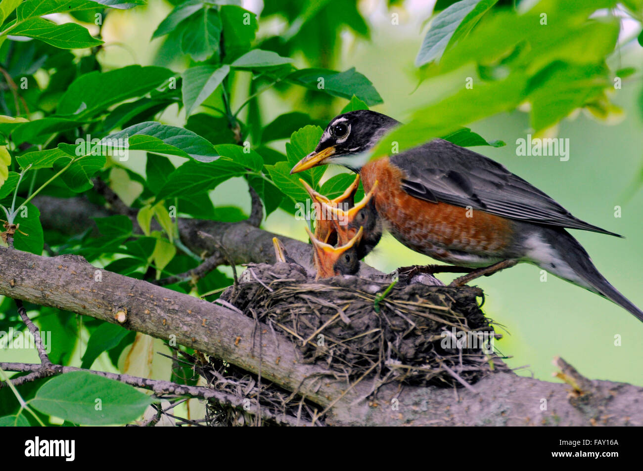 Robin feeding hi-res stock photography and images - Alamy