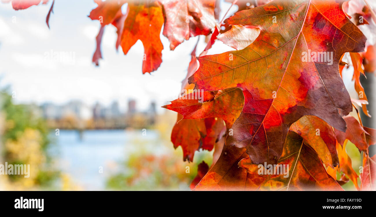 Red oak leaf foreground, city of Ottawa blurred background Stock Photo ...