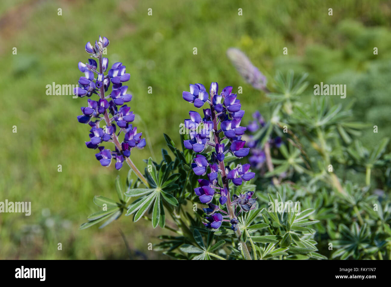 Lupine flowers, lupinus perennis blooming in a native prairie ...