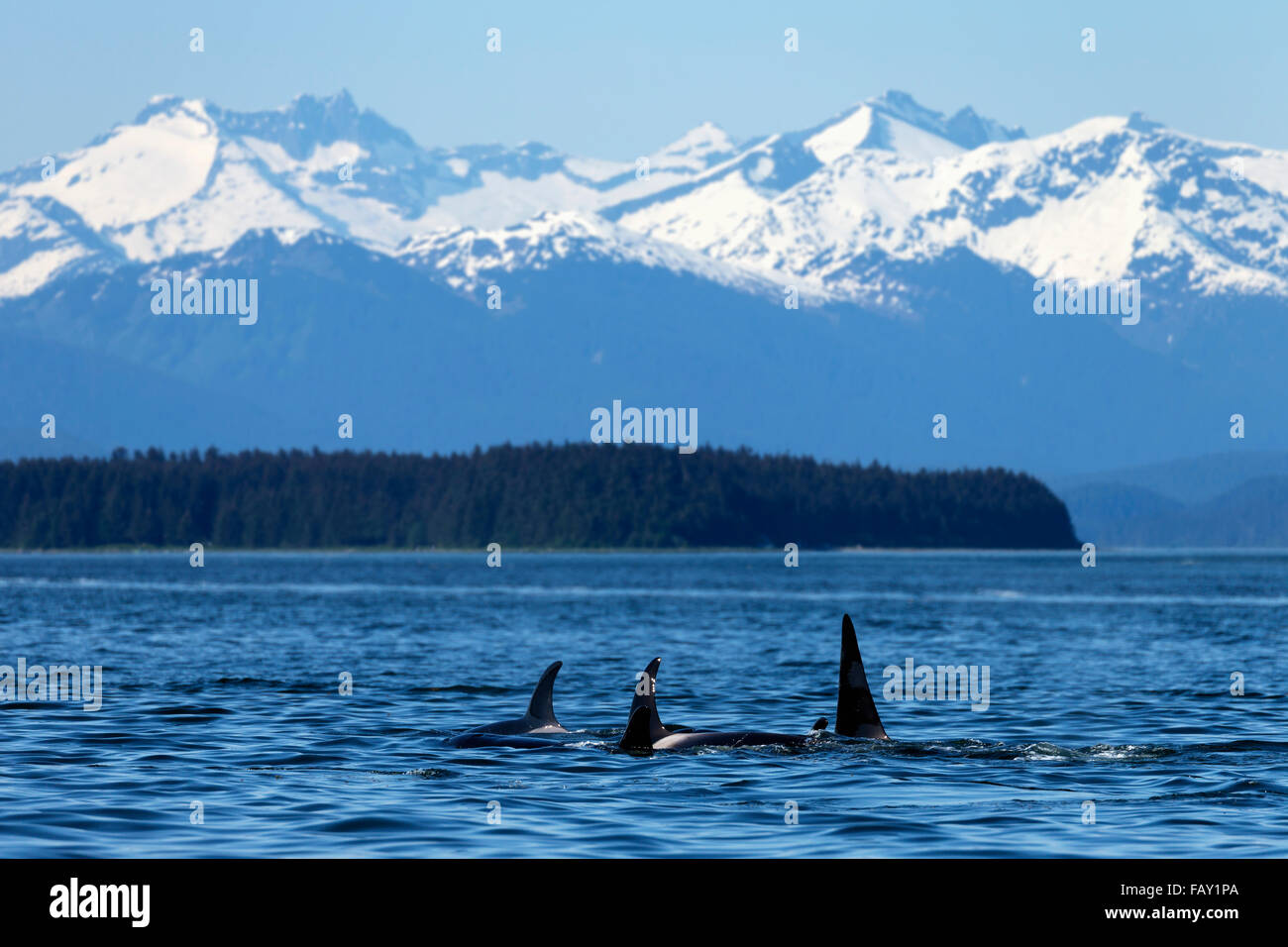 Mature male orca killer whale hi-res stock photography and images - Alamy