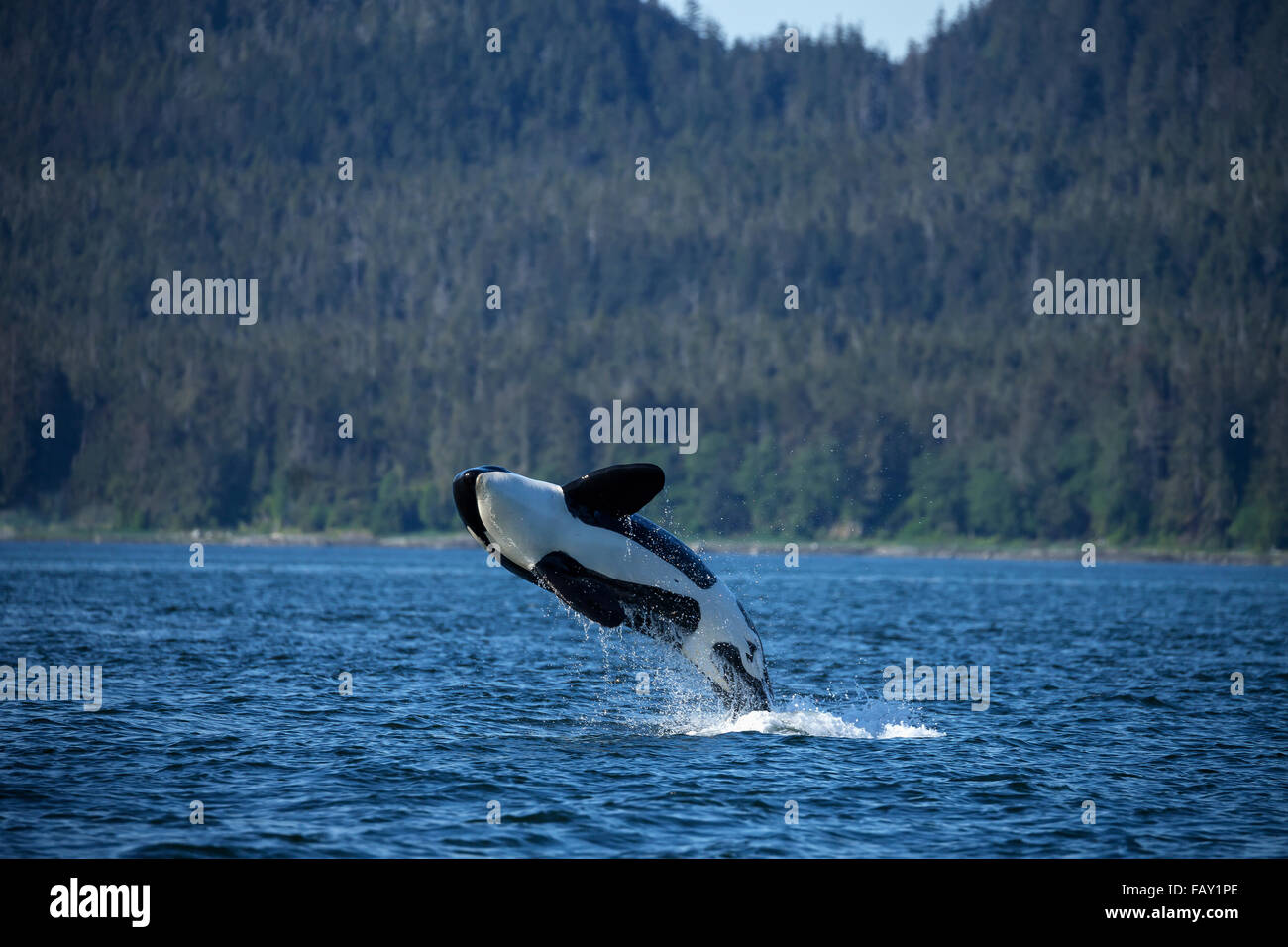 An Orca whale (Killer Whale) breaches, Inside Passage, Southeast Alaska ...