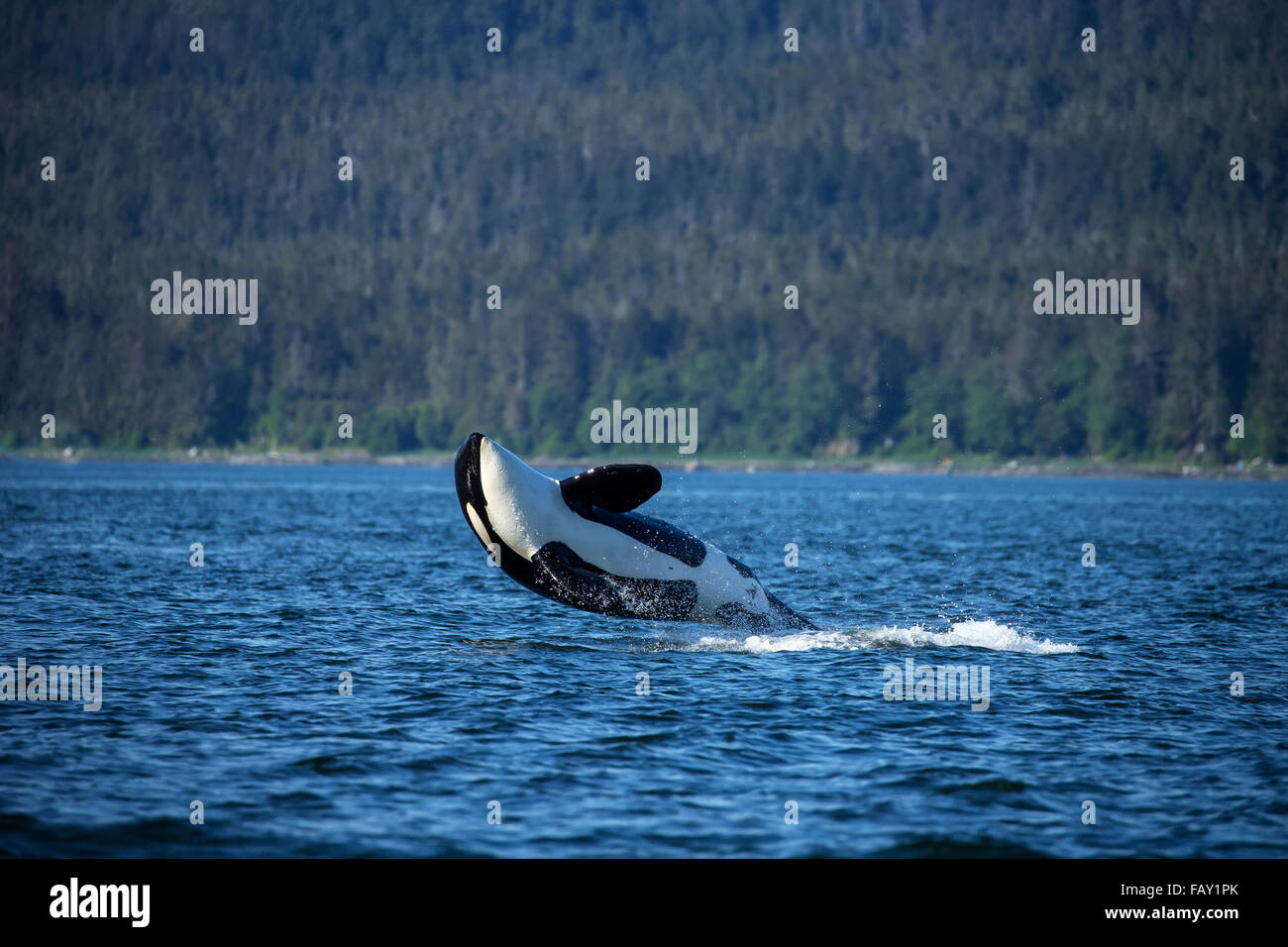 Orca whale killer whale breaches hi-res stock photography and images ...