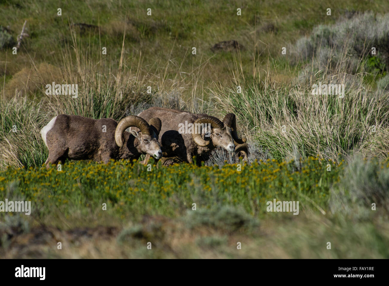 Big horned rams hi-res stock photography and images - Alamy