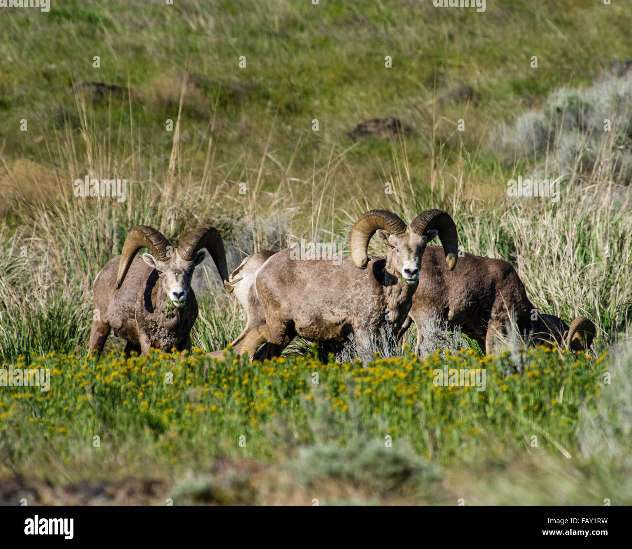 Big horn sheep oregon hi-res stock photography and images - Alamy
