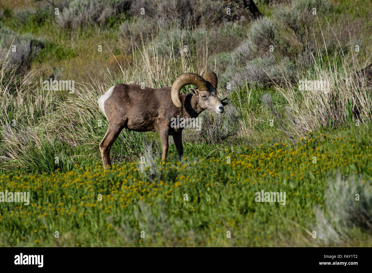 Prairie bighorn hi-res stock photography and images - Alamy