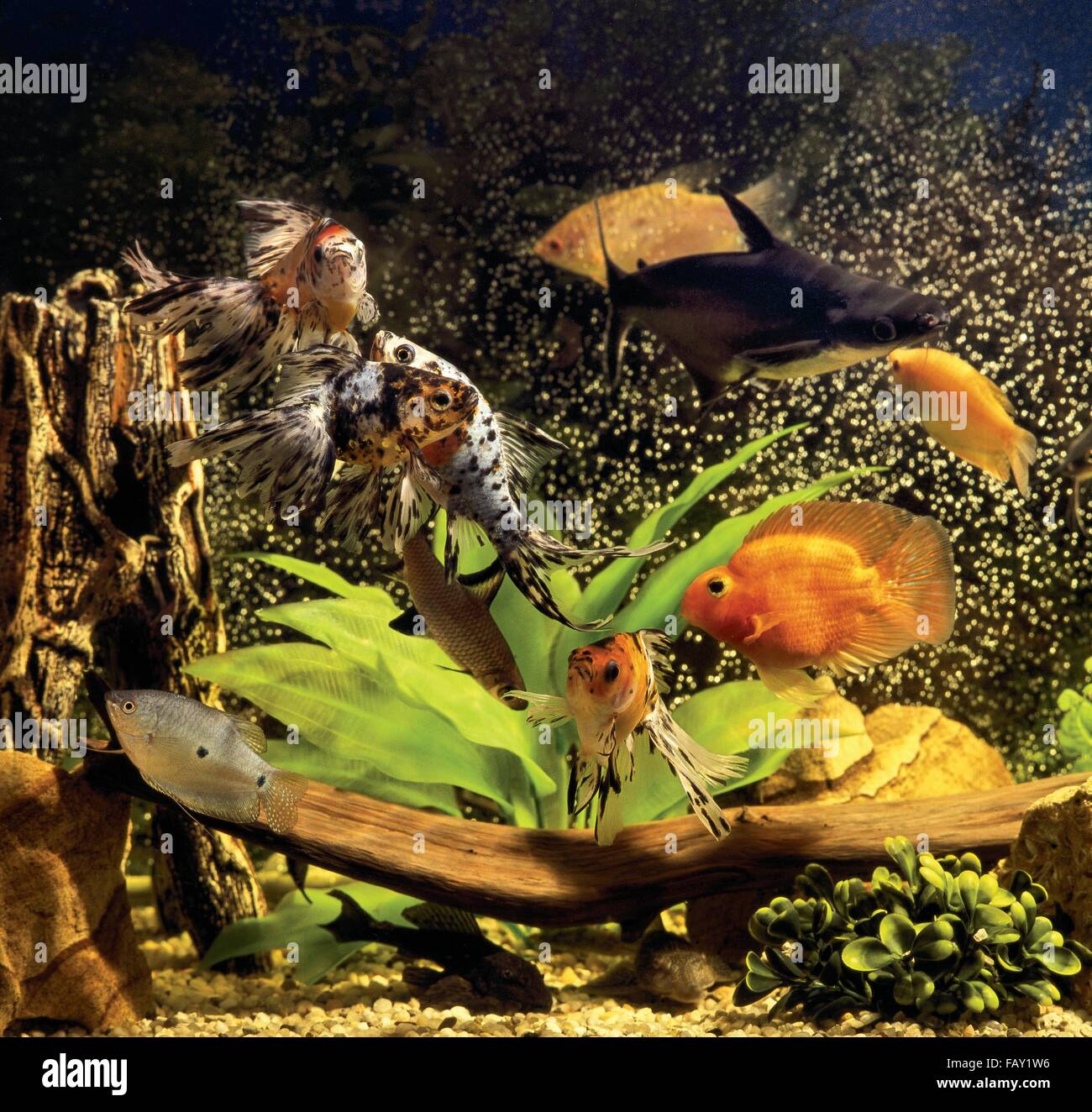 fishes in an aquarium Stock Photo - Alamy