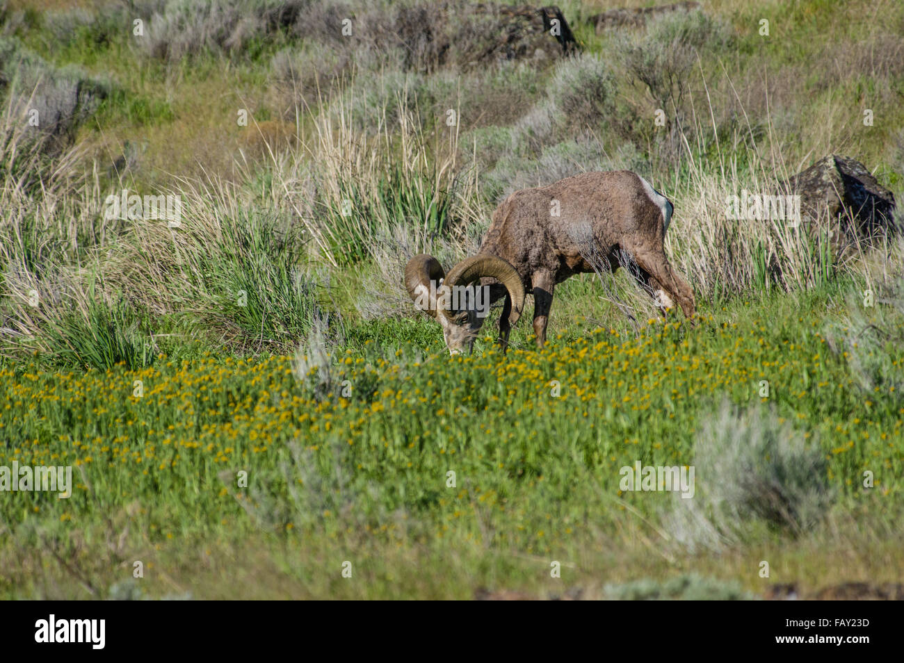 Bighorn Sheep ram, Ovis canadensis, in the wild, Oregon, USA Stock ...