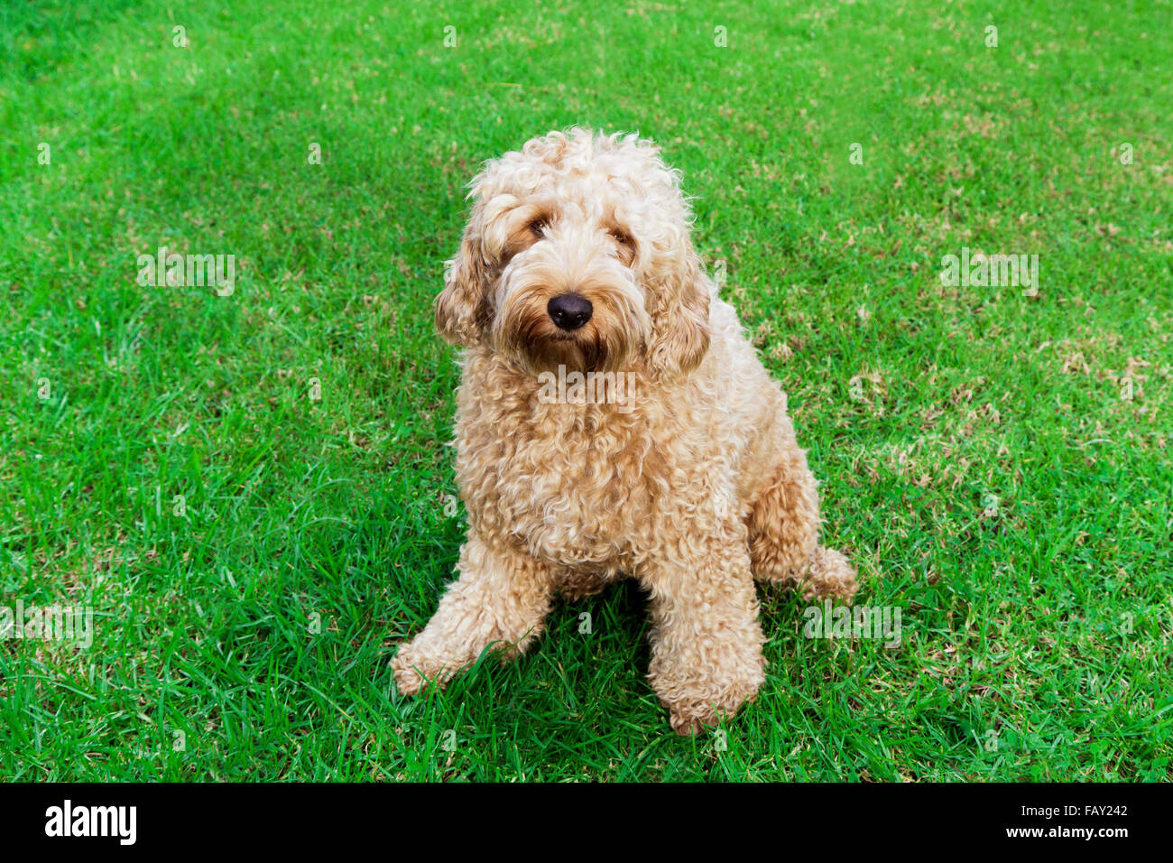 Golden labradoodle sitting in lush grass Stock Photo - Alamy