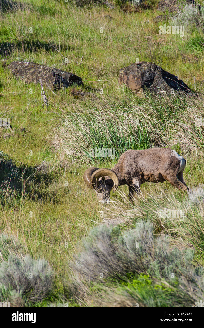 Bighorn Sheep ram, Ovis canadensis, in the wild, Oregon, USA Stock ...