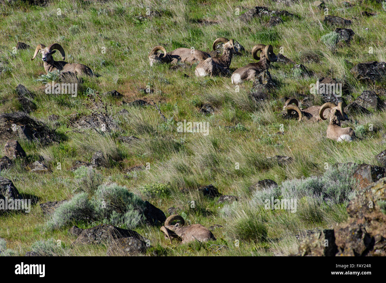 Herd of Bighorn Sheep, Ovis canadensis, resting in rocky grazing area ...