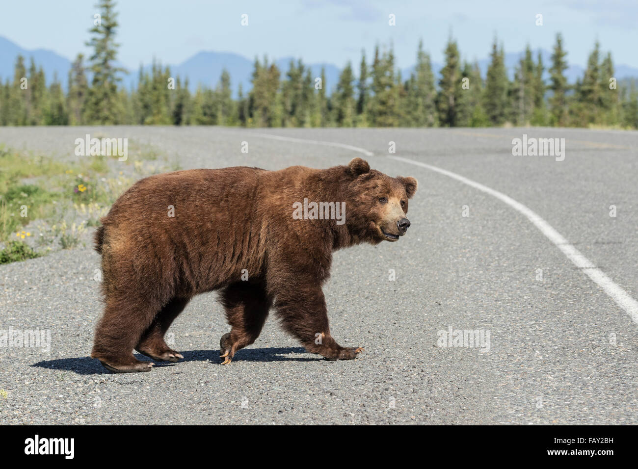 A Brown Bear crosses the Alaska Highway, Yukon Territory, Canada ...