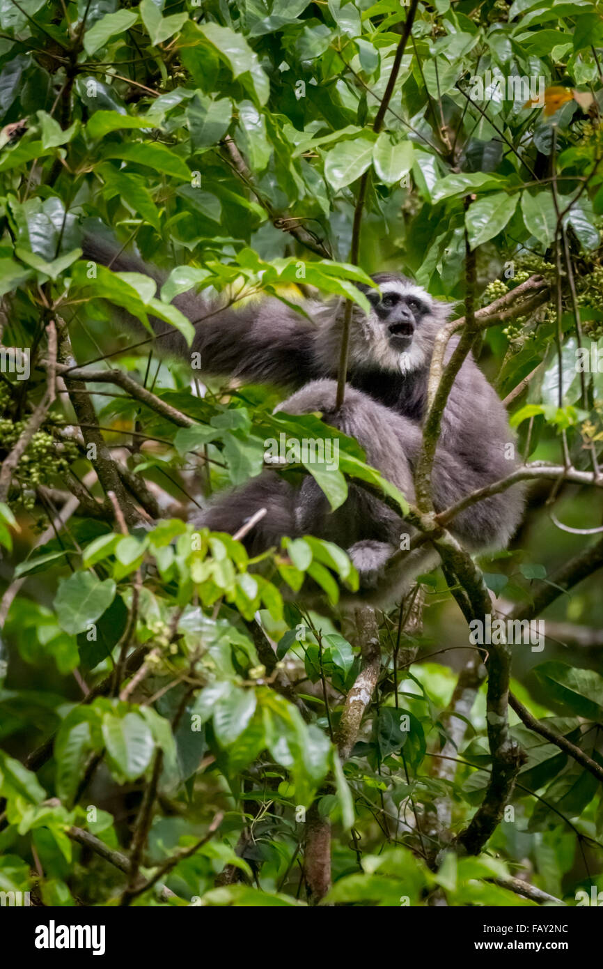 Endemic Gibbon High Resolution Stock Photography and Images - Alamy