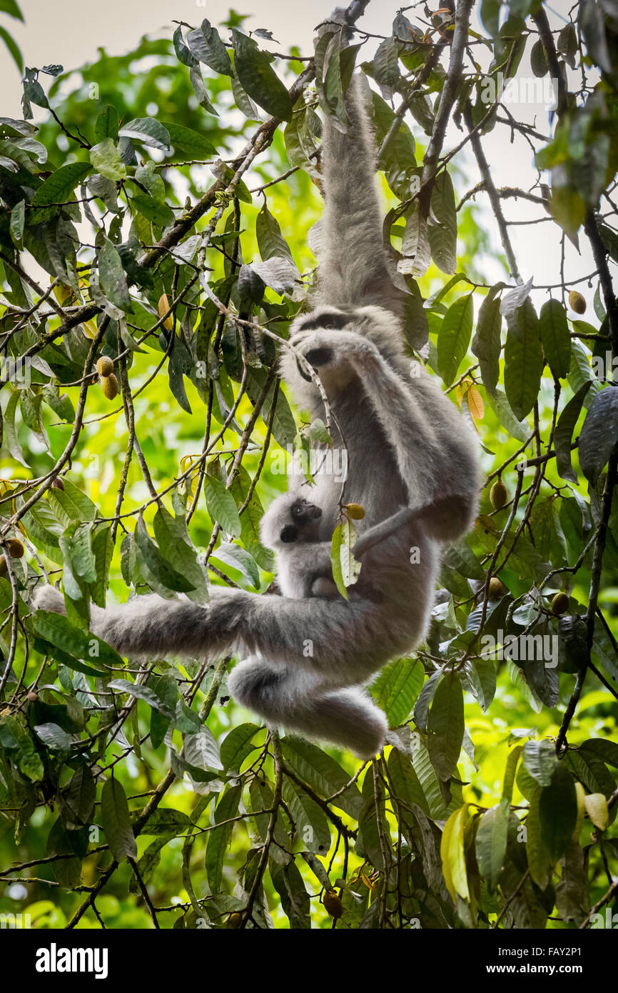 Two Gibbons High Resolution Stock Photography and Images - Alamy
