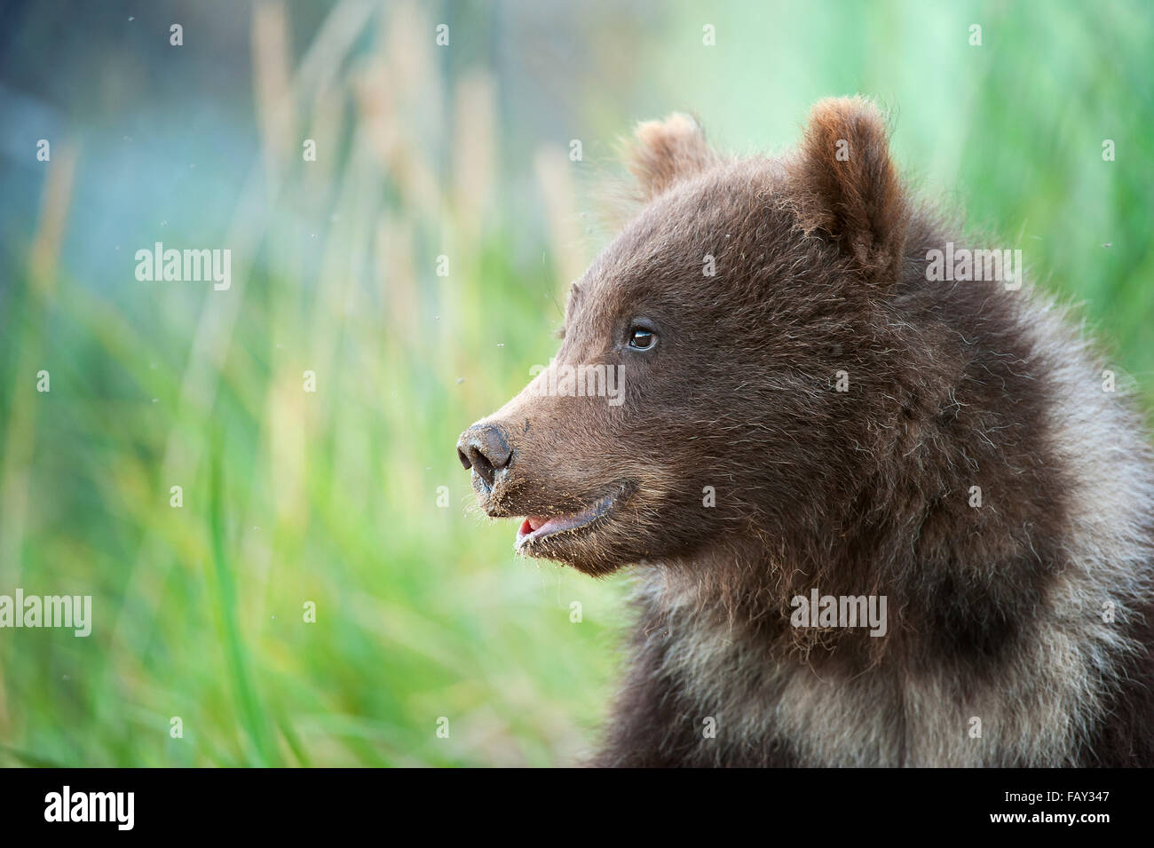 Latino Bear Cub