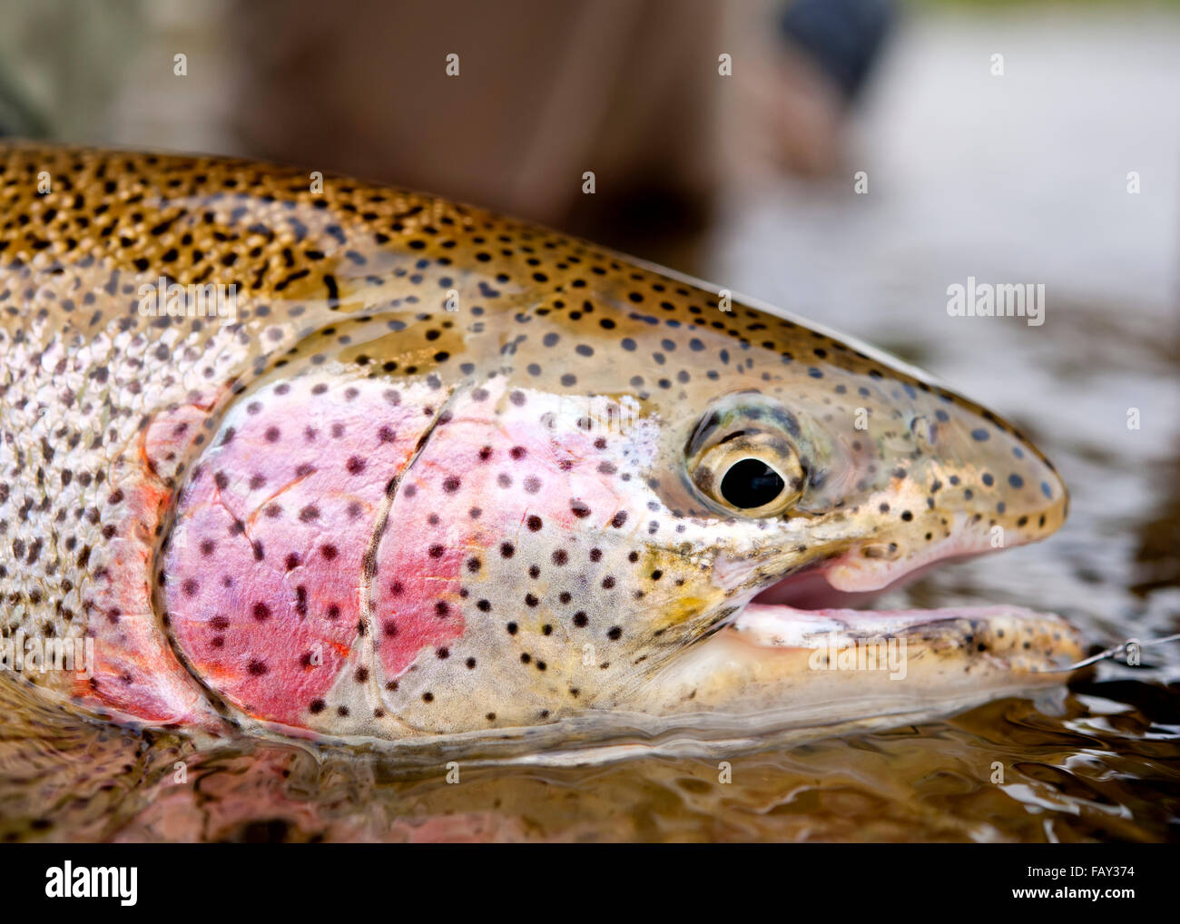 Cutthroat bay hi-res stock photography and images - Alamy