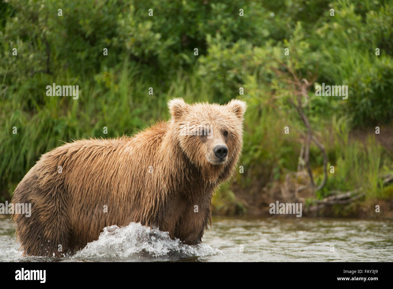 Brown bear in river, Bristol Bay, Southwest Alaska, Summer Stock Photo ...