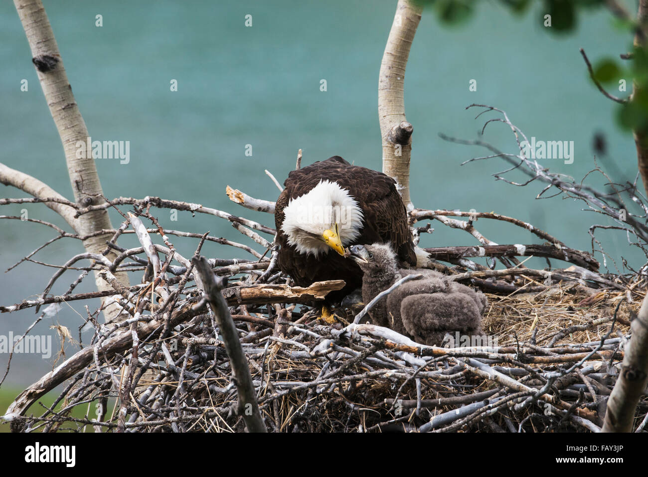 Close up of a Bald Eagle with chicks nesting, Yukon Territory, Canada ...