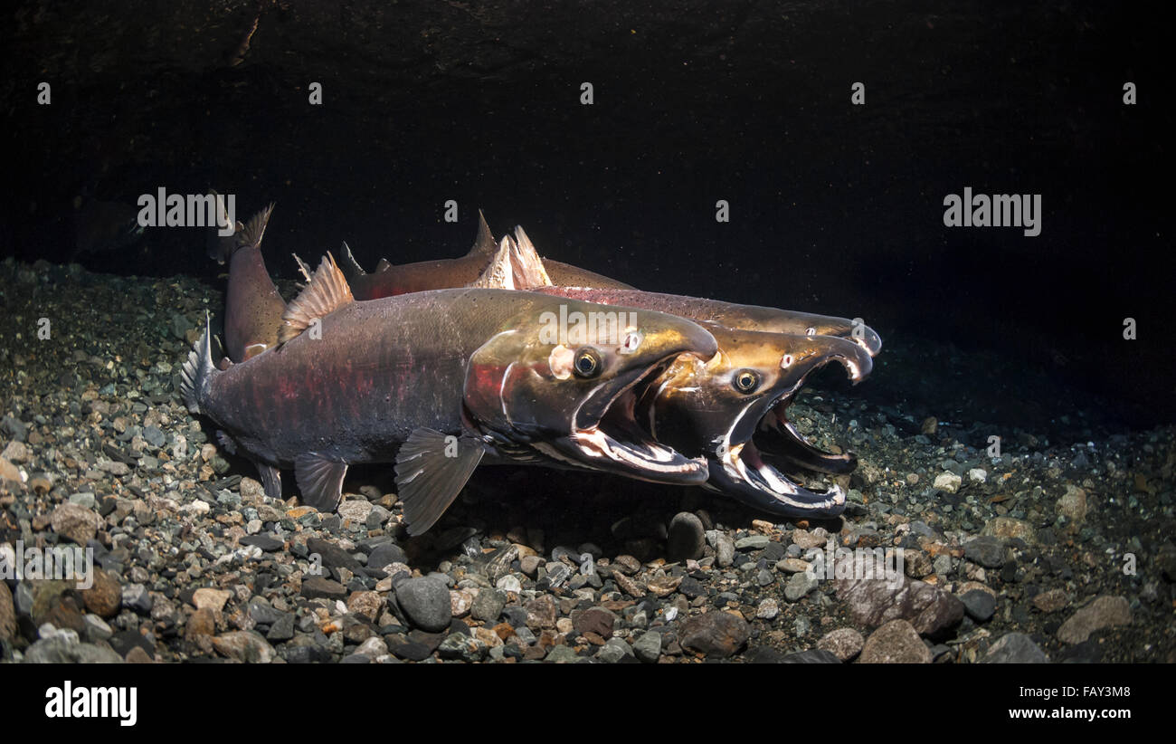 Female coho salmon hi-res stock photography and images - Alamy