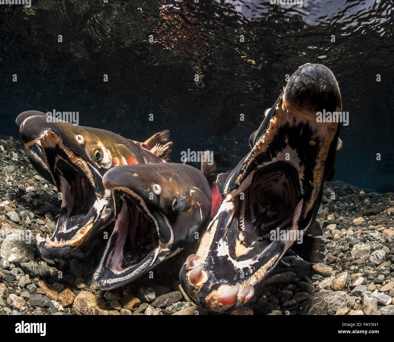 Coho Salmon (Oncorhynchus kisutch) in the act of spawning in an Alaska ...