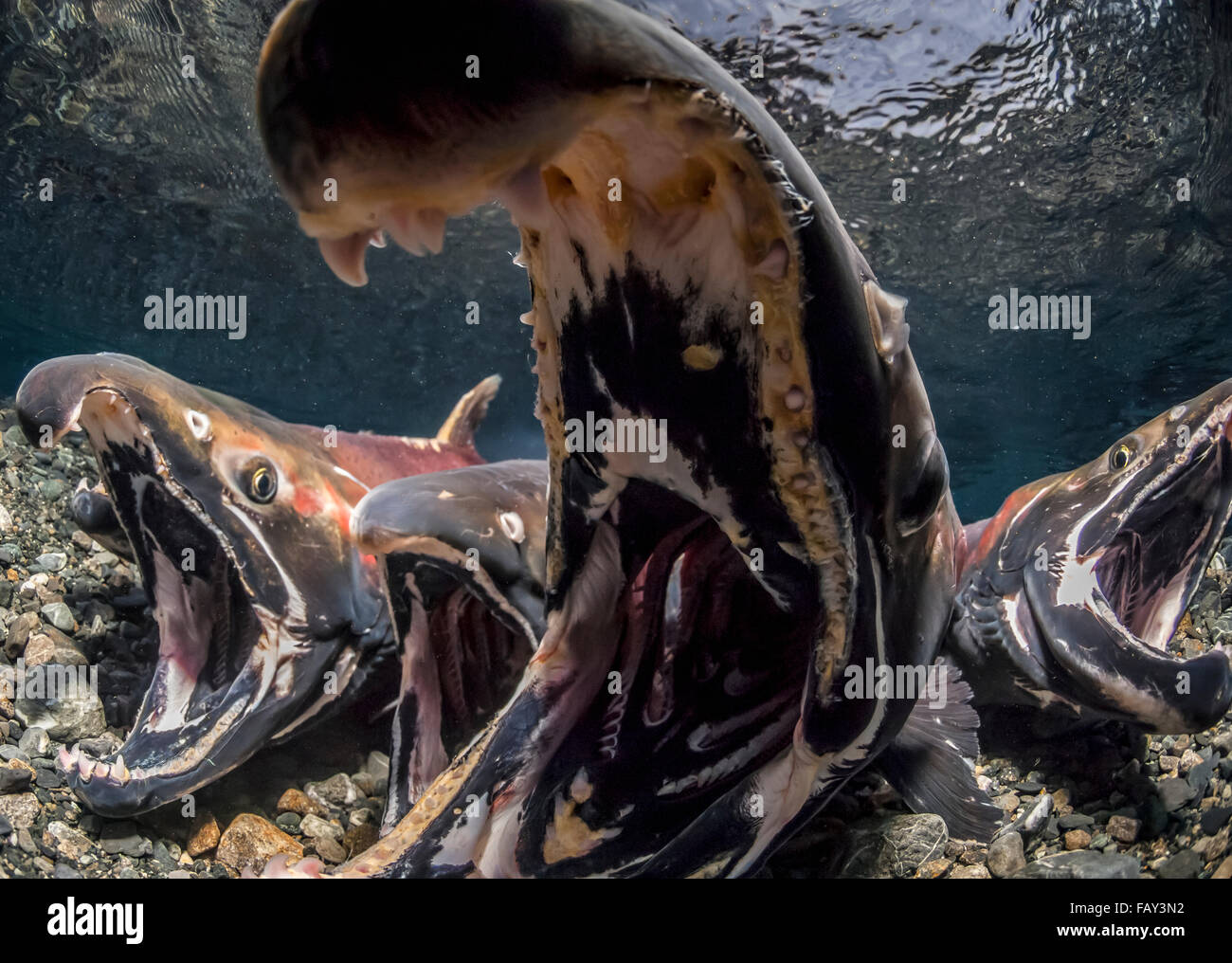 Female coho salmon hi-res stock photography and images - Alamy