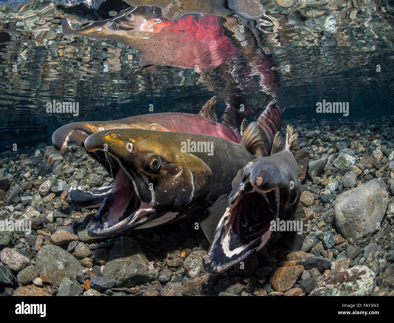 Coho Salmon (Oncorhynchus kisutch) in the act of spawning in an Alaska ...