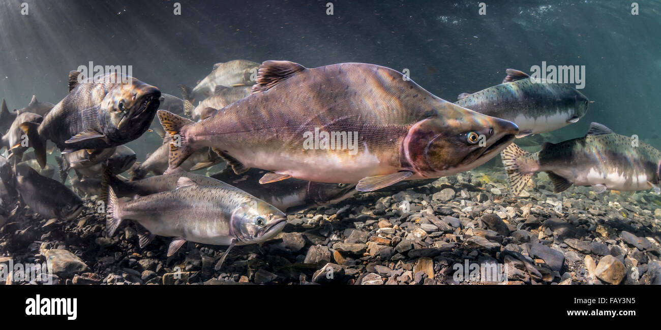Pink and Chum salmon (Oncorhynchus gorbuscha and O. keta) summer ...