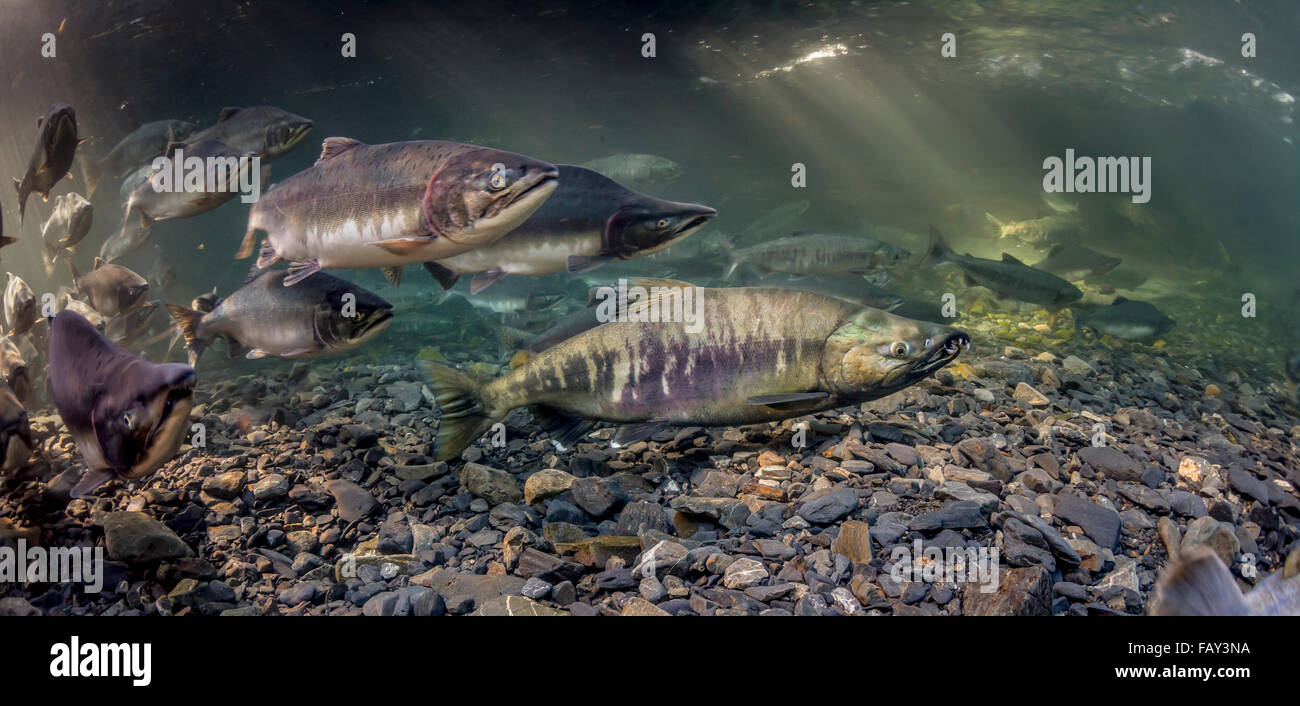 Pink humpback salmon oncorhynchus gorbuscha hi-res stock photography ...