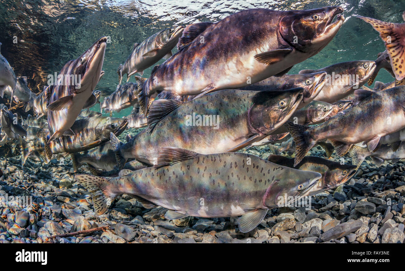 Pink humpback salmon oncorhynchus gorbuscha hi-res stock photography ...