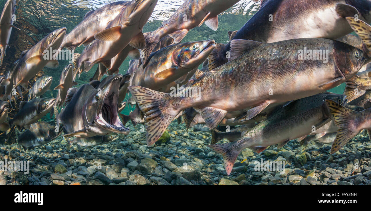 Male pacific pink salmon hi-res stock photography and images - Alamy