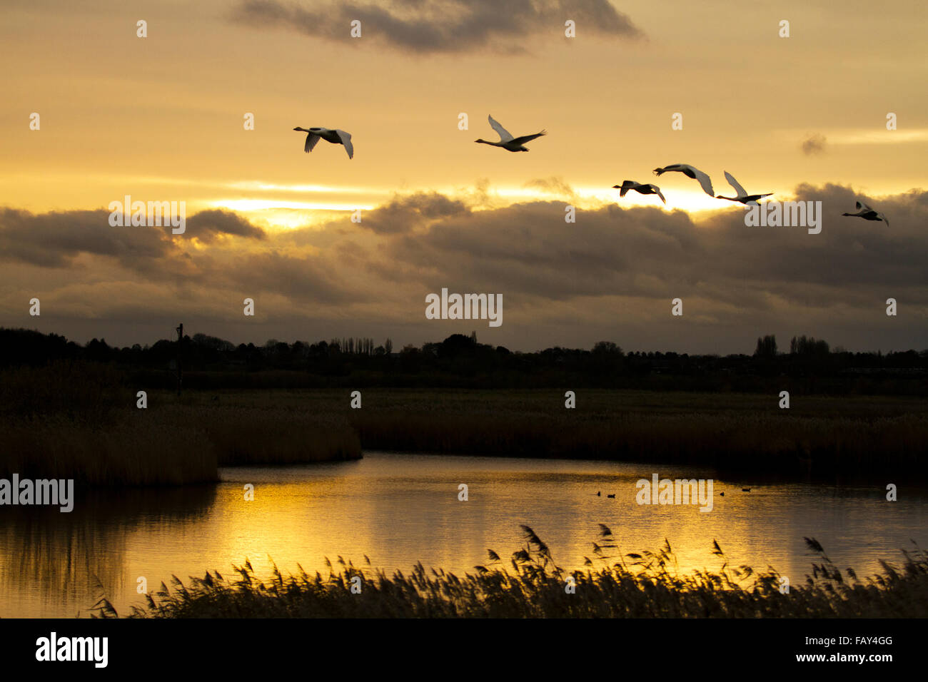 Swans taking off as the sun rises over a lake in Rufford, Lancashire ...