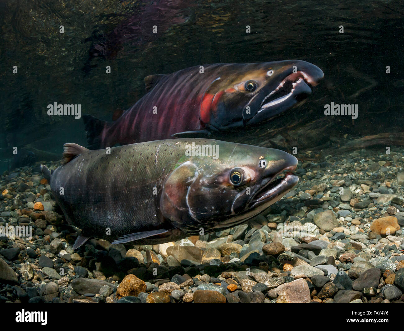 Coho Salmon (Oncorhynchus kisutch) spawning pair in an Alaskan stream ...