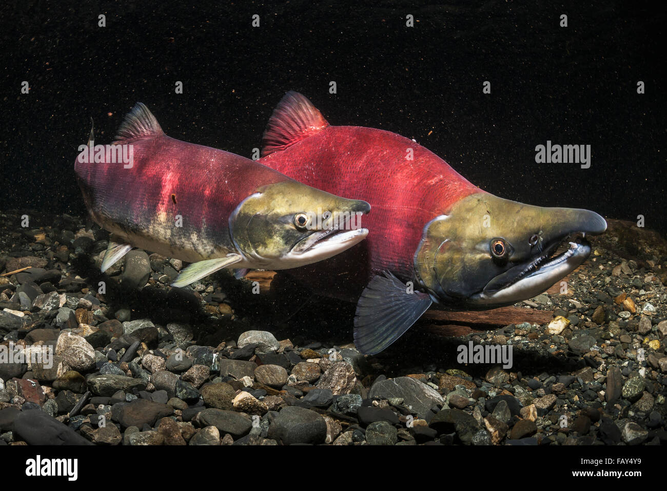 Male and female sockeye salmon hi-res stock photography and images - Alamy