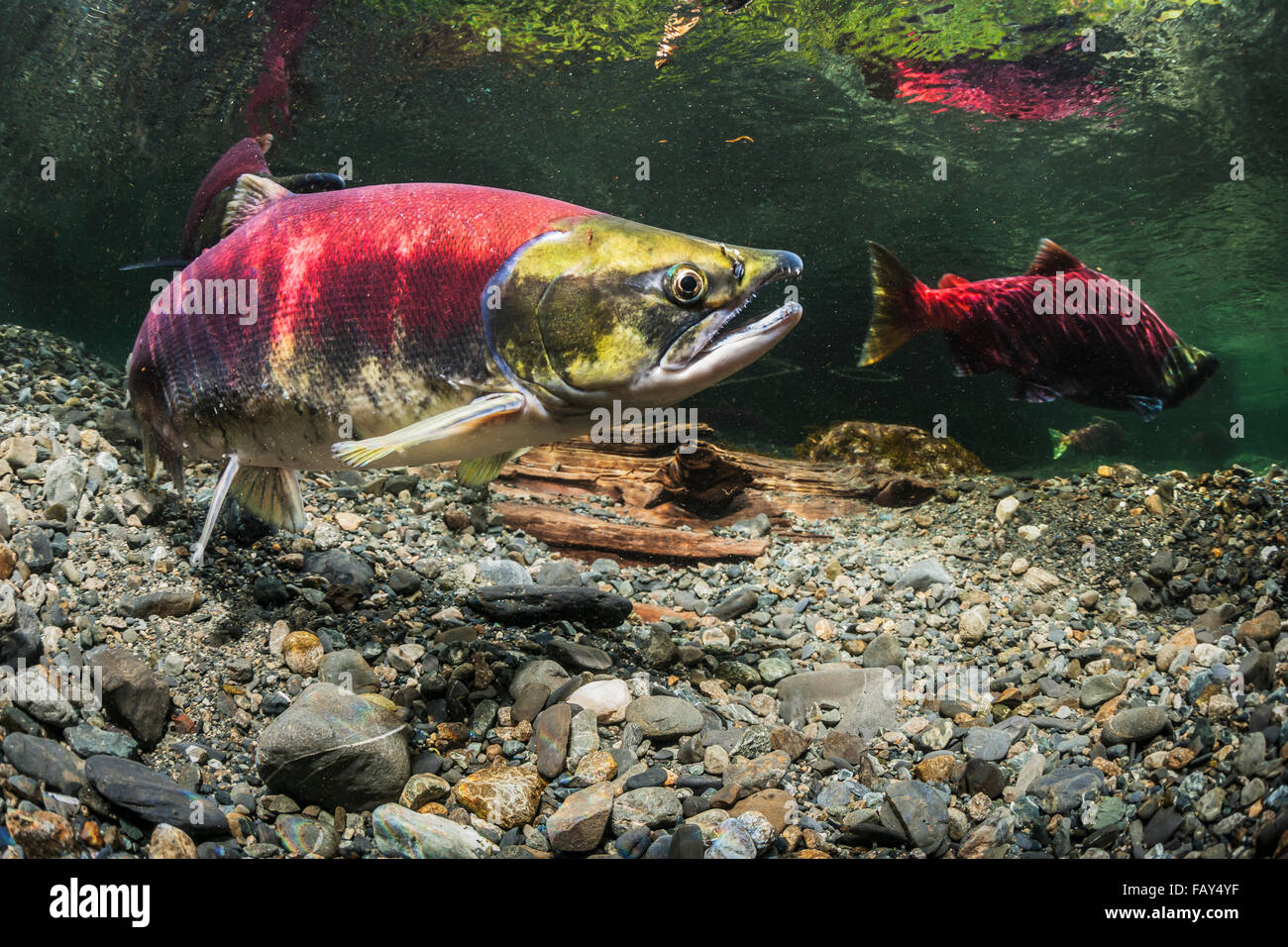 A female Sockeye Salmon (Oncorhynchus nerka) observes a male ...