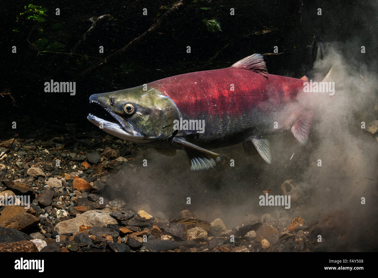 Female Sockeye Salmon (Oncorhynchis nerka) raises a cloud of sediment ...