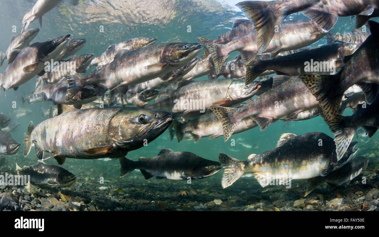 Pink Salmon (Oncorhynchus gorbuscha) summer spawning migration in a ...