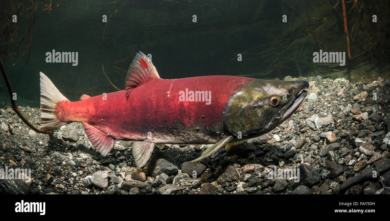 Adult Sockeye Salmon