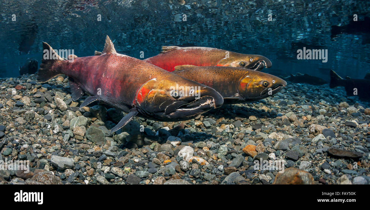Female coho salmon hi-res stock photography and images - Alamy