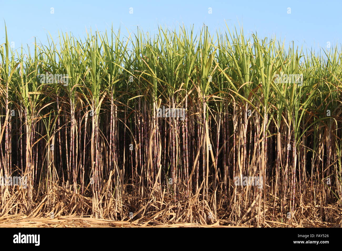 Prepare Sugarcane Field Stock Photo - Alamy