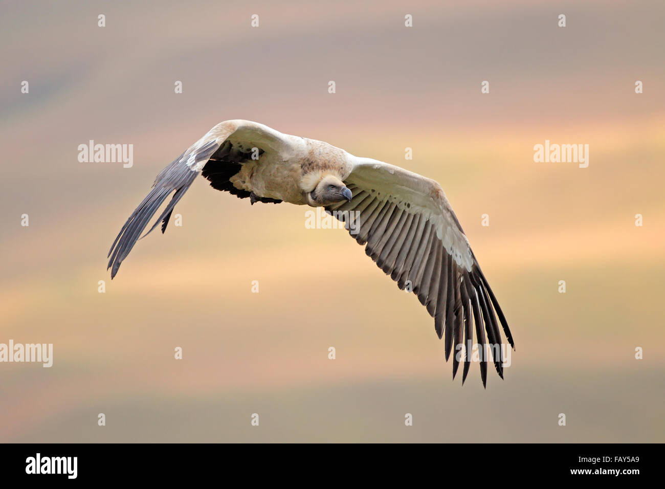 An endangered Cape vulture (Gyps coprotheres) in flight, South Africa ...