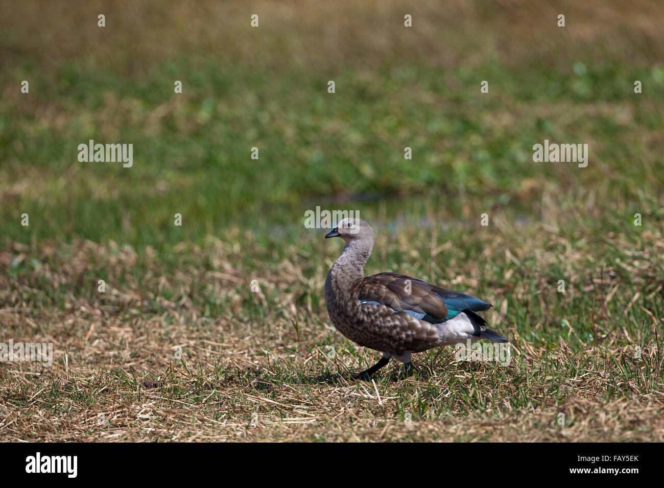 Abyssinian Blue-winged Goose (Cyanochen cyanopterus). Bale Mountains ...