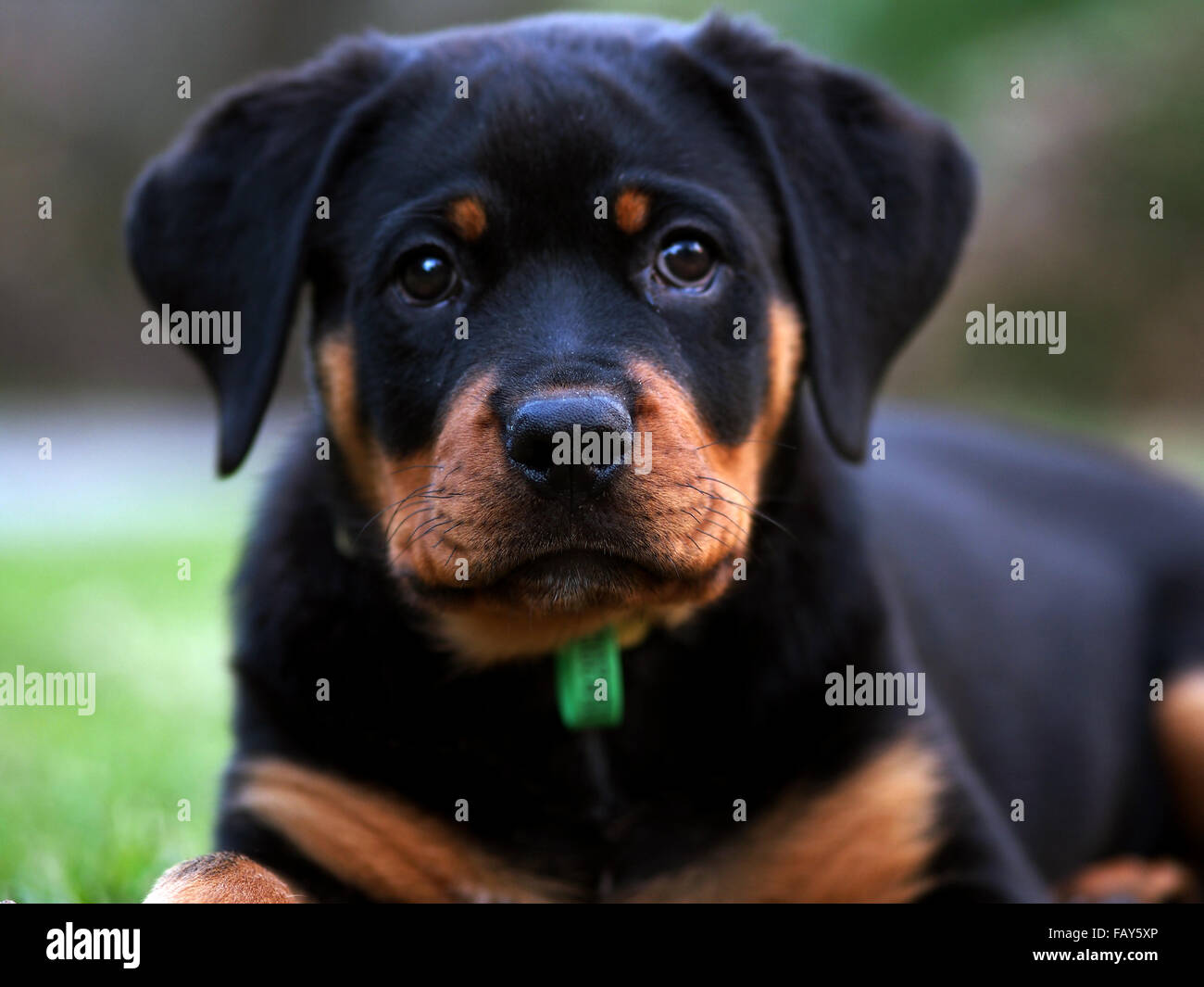 Rottweiler Puppy Purebred German Isabeau Freyja Stock Photo - Alamy