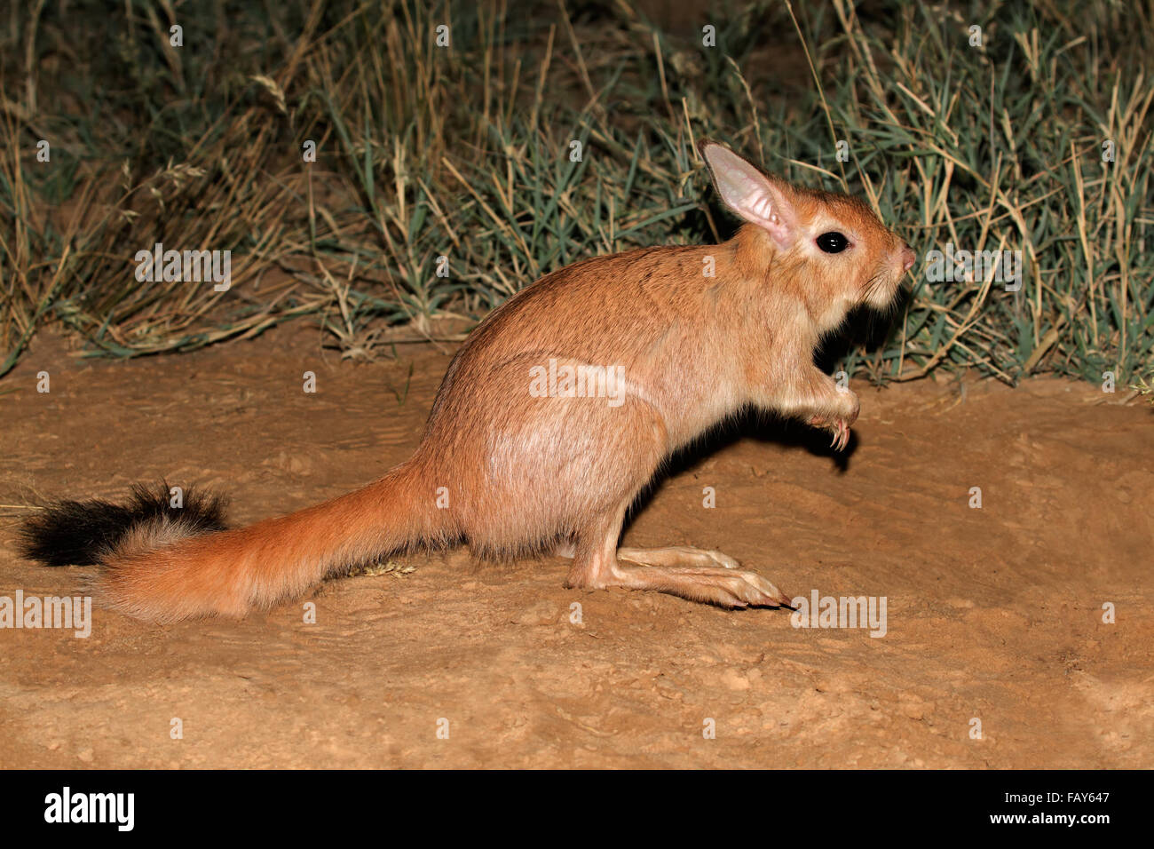 Nocturnal South African springhare (Pedetes capensis) in natural ...