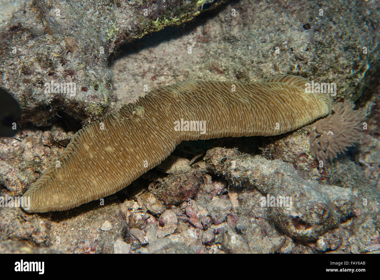 Fungiidae reef hi-res stock photography and images - Alamy